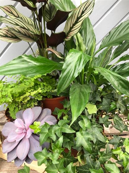 House Plant Mix